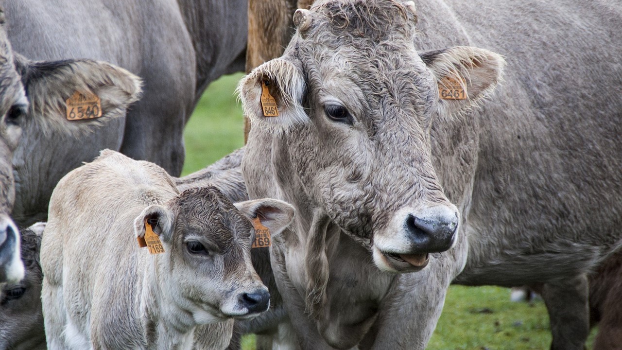 A pecuária | #EstudoemCasa@